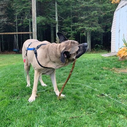 14 Huge Facts About Wonderful English Mastiffs - PetPress