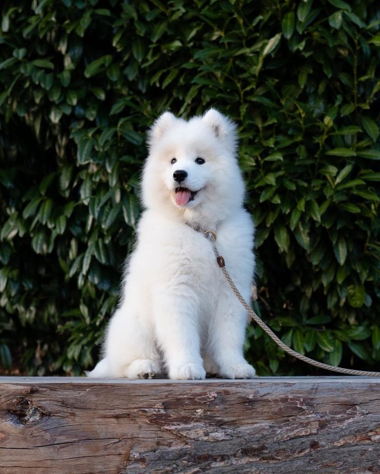 14 Delicious Facts To Love And Adore Samoyeds - PetPress