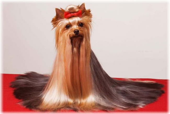 14 Incredible Yorkie Facts For Everybody To Know - PetPress