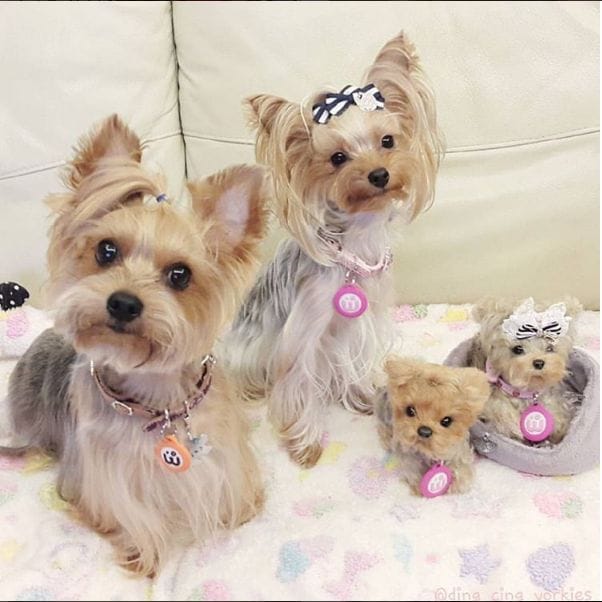 14 Fascinating Costumes For Your Yorkshire Terriers - PetPress