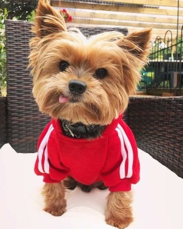 14 Fascinating Costumes For Your Yorkshire Terriers - PetPress