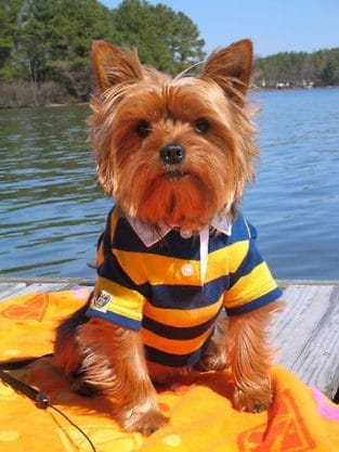 14 Fascinating Costumes For Your Yorkshire Terriers - PetPress
