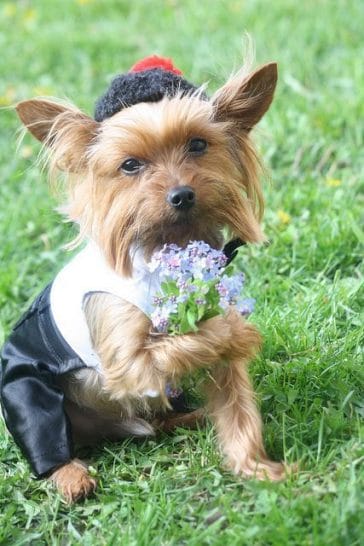 14 Fascinating Costumes For Your Yorkshire Terriers - PetPress