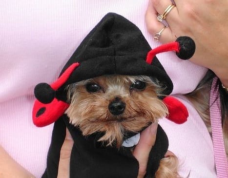 15 Pics That Prove Yorkshire Terriers Always Win At Halloween