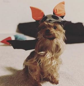 14 Halloween Costumes For Your Yorkshire Terrier - PetPress