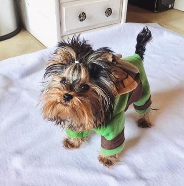 14 Funny Yorkshire Terrier Costumes For Halloween 2019 - PetPress