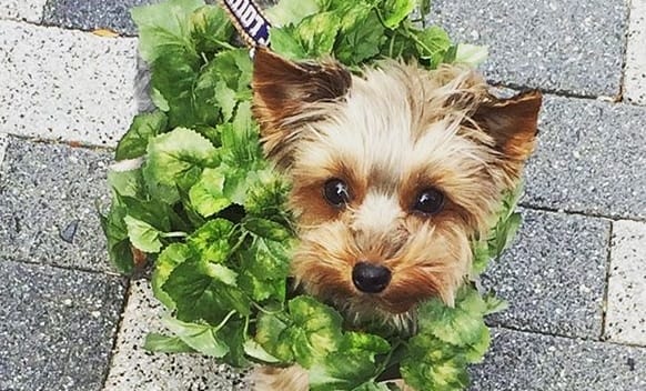 14 Yorkie Dog Halloween Costumes - PetPress