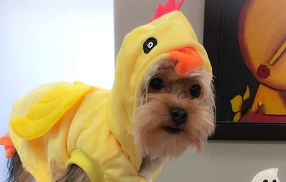 14 Funny Yorkshire Terrier Costumes For Halloween 2019 - PetPress