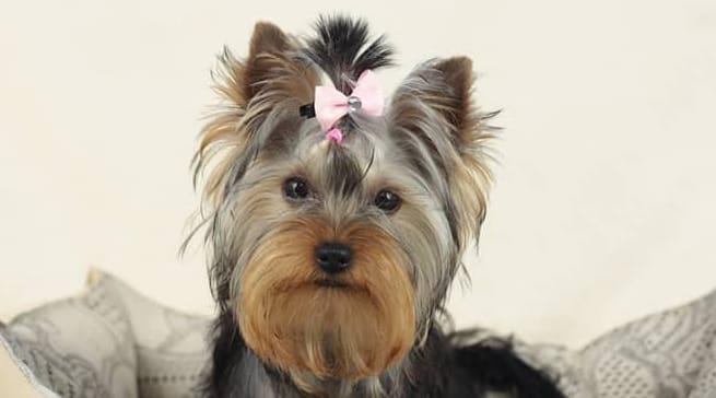 16 Super Yorkies That Will Make Everyone Smile - PetPress