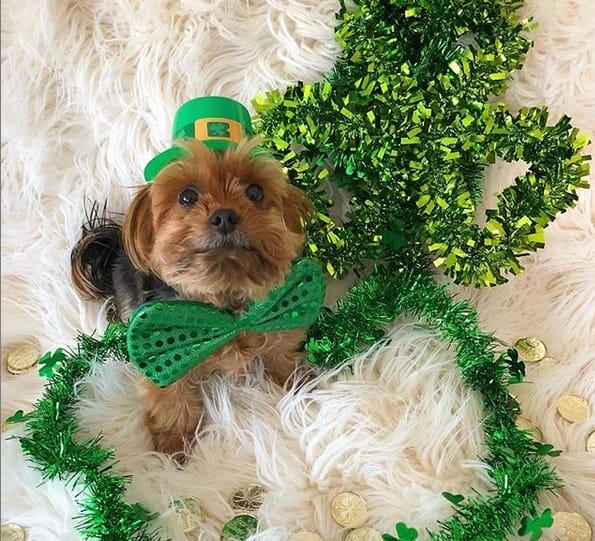 14 Funny Yorkshire Terrier Costumes For Halloween 2019 - PetPress