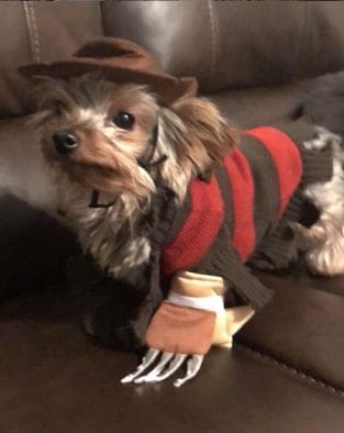 14 Trendy Halloween Costumes For Yorkshire Terriers - PetPress