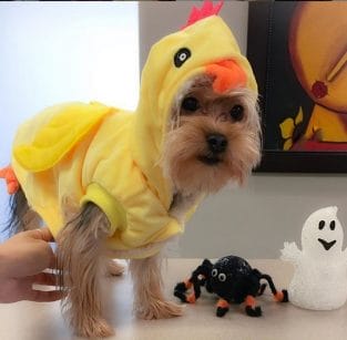 14 Funny Yorkshire Terrier Costumes For Halloween 2019 - PetPress
