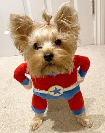 14 Trendy Halloween Costumes For Yorkshire Terriers - PetPress