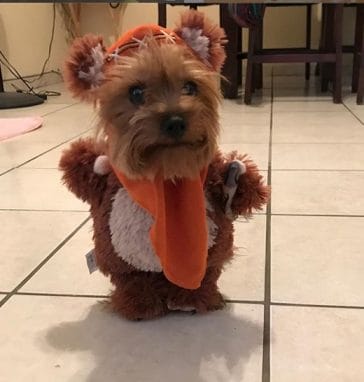 14 Funny Yorkshire Terrier Costumes For Halloween 2019 - PetPress