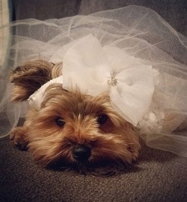 14 Funny Yorkshire Terrier Costumes For Halloween 2019 - PetPress
