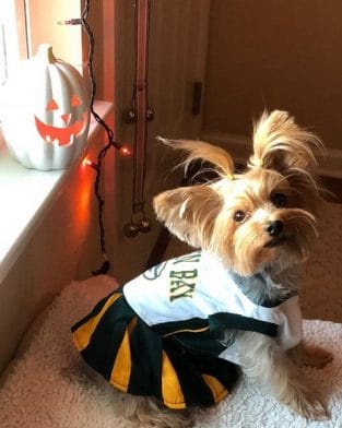 14 Halloween Costumes For Your Yorkshire Terrier - PetPress