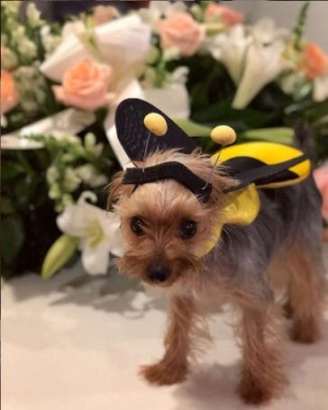 14 Halloween Costumes For Your Yorkshire Terrier - PetPress