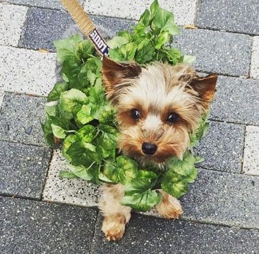 14 Yorkie Dog Halloween Costumes - PetPress