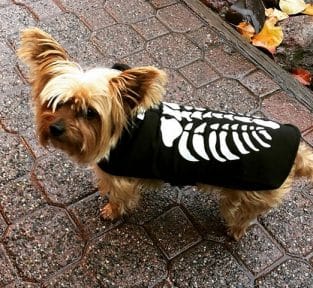 14 Trendy Halloween Costumes For Yorkshire Terriers - PetPress