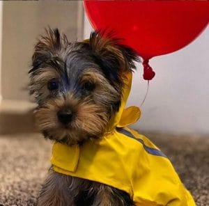 14 Trendy Halloween Costumes For Yorkshire Terriers - PetPress