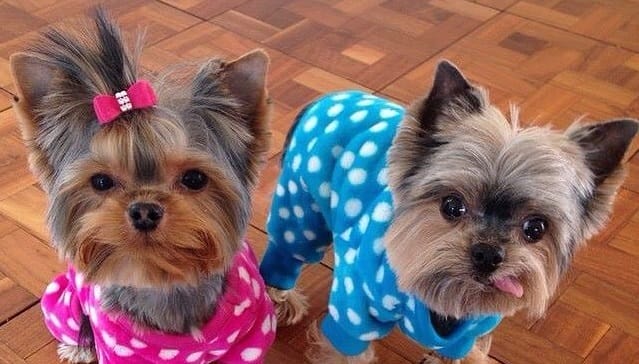 14 Fascinating Costumes For Your Yorkshire Terriers - PetPress