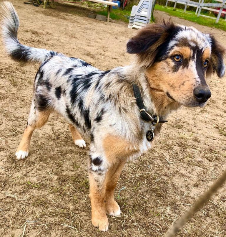 14 Interesting Facts About Australian Shepherds - PetPress