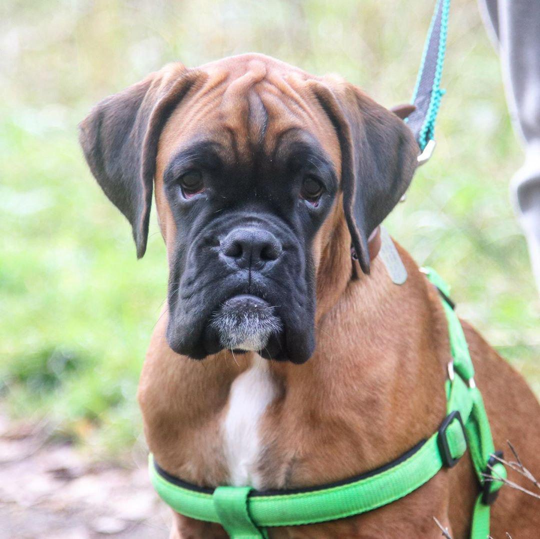 11 Unbelievable Things You Should Know About Boxers - PetPress