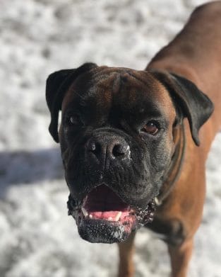 11 Unbelievable Things You Should Know About Boxers - Page 2 of 3 ...