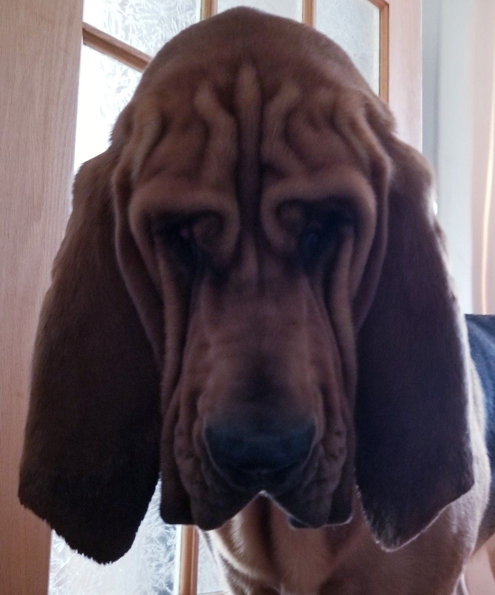 The 14 Cutest Bloodhound Pictures of All Time - Page 2 of 4 - PetPress