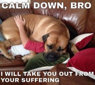 14 Mastiff Memes That Will Make Your Day - Page 2 of 3 - PetPress