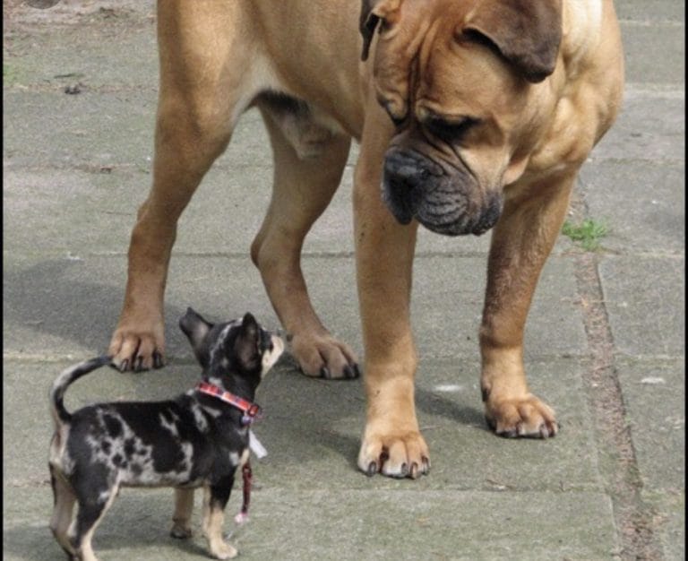 14 Mastiff Memes That Will Make Your Day - Page 2 of 3 - PetPress