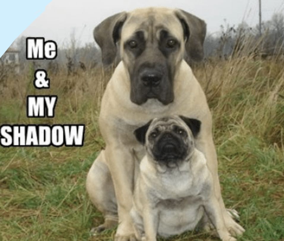 14 Mastiff Memes That Will Make Your Day - Page 2 of 3 - PetPress