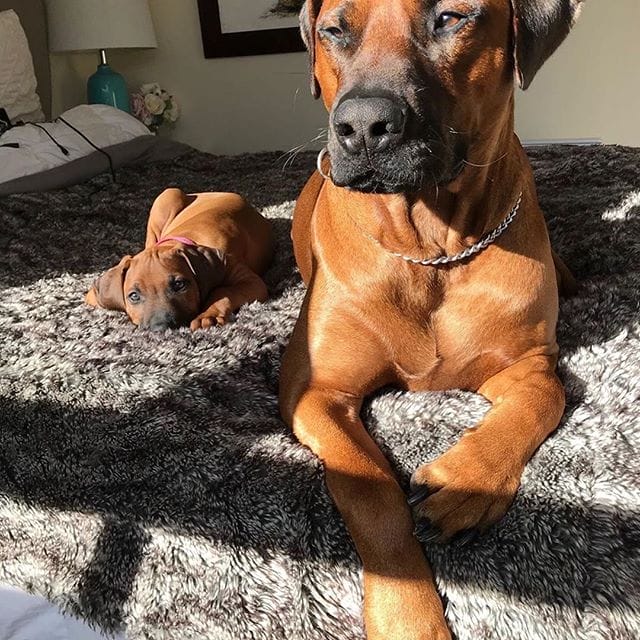 14 Rhodesian Ridgebacks Who Don`t Want Summer to End - PetPress