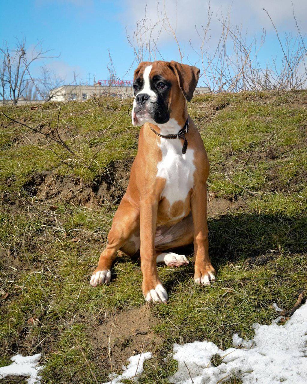 11 Unbelievable Things You Should Know About Boxers - PetPress