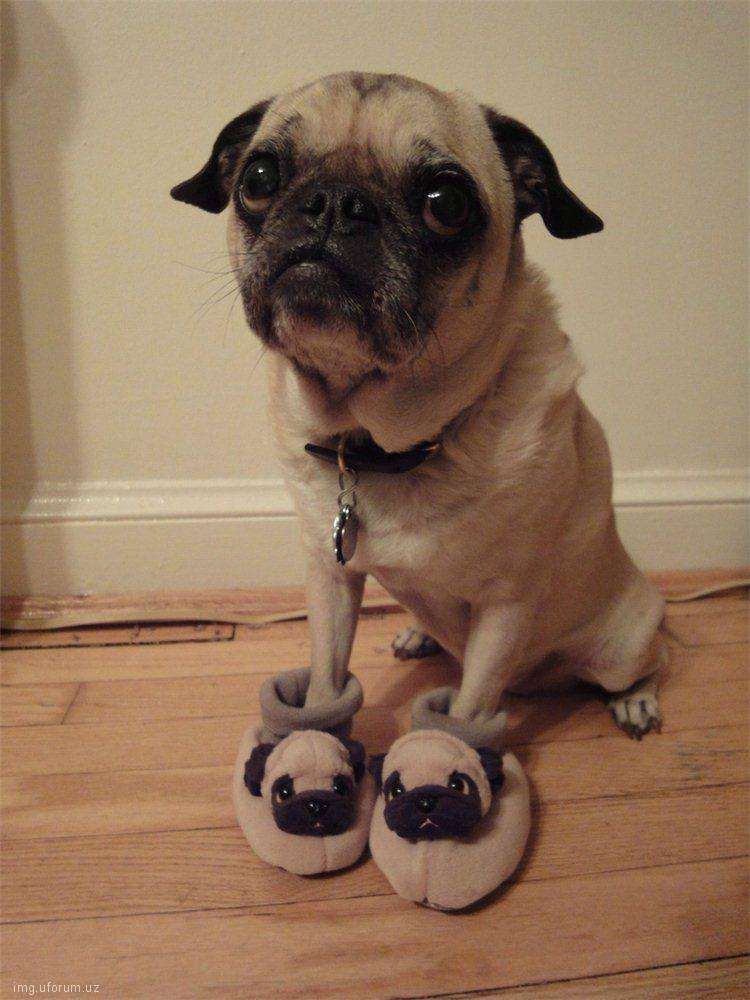 14 Funny Pug Pics That Will Make You Smile - PetPress