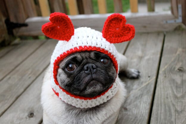 15 Stylish Pugs Who Will Make Your Day - PetPress
