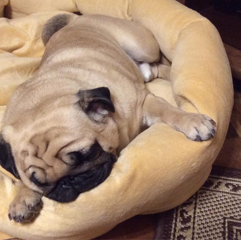 14 Pugs’ Sleeping Positions – How to Sleep Comfortably - PetPress