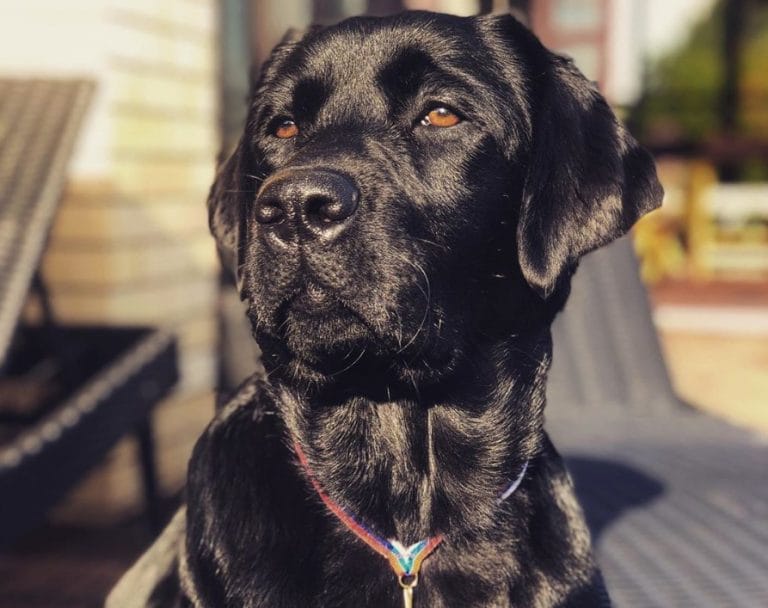 14 Reasons Labrador Retrievers are the Best Creatures in the Galaxy ...