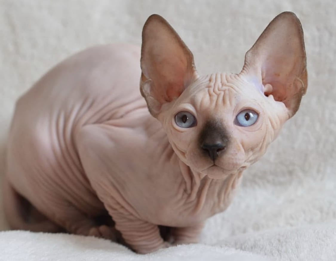 14 Facts About Sphynx Cats That You Should Know - PetPress