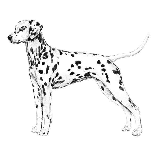 The 15 Most Gorgeous Dalmatian Paintings - PetPress