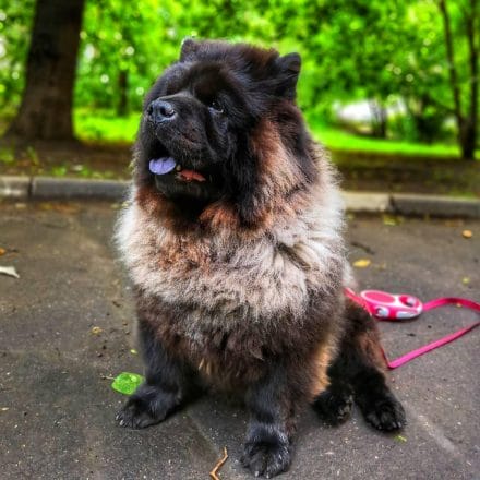 15 Things Every Chow Chow Owner Should Follow