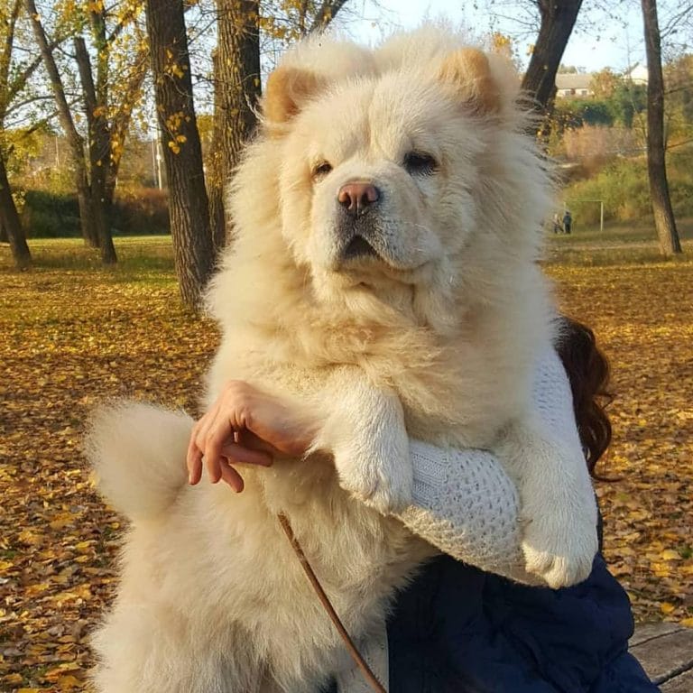 15 Things Every Chow Chow Owner Should Follow