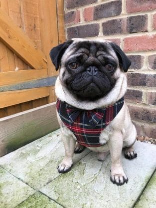 15 Stylish Pugs Who Will Make Your Day - PetPress