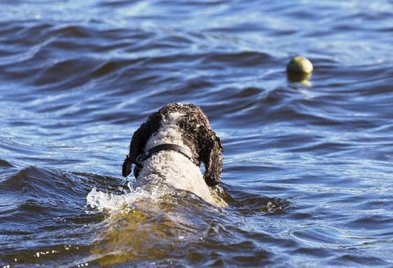 15 Interesting Facts About Portuguese Water Dogs You Should Know - PetPress