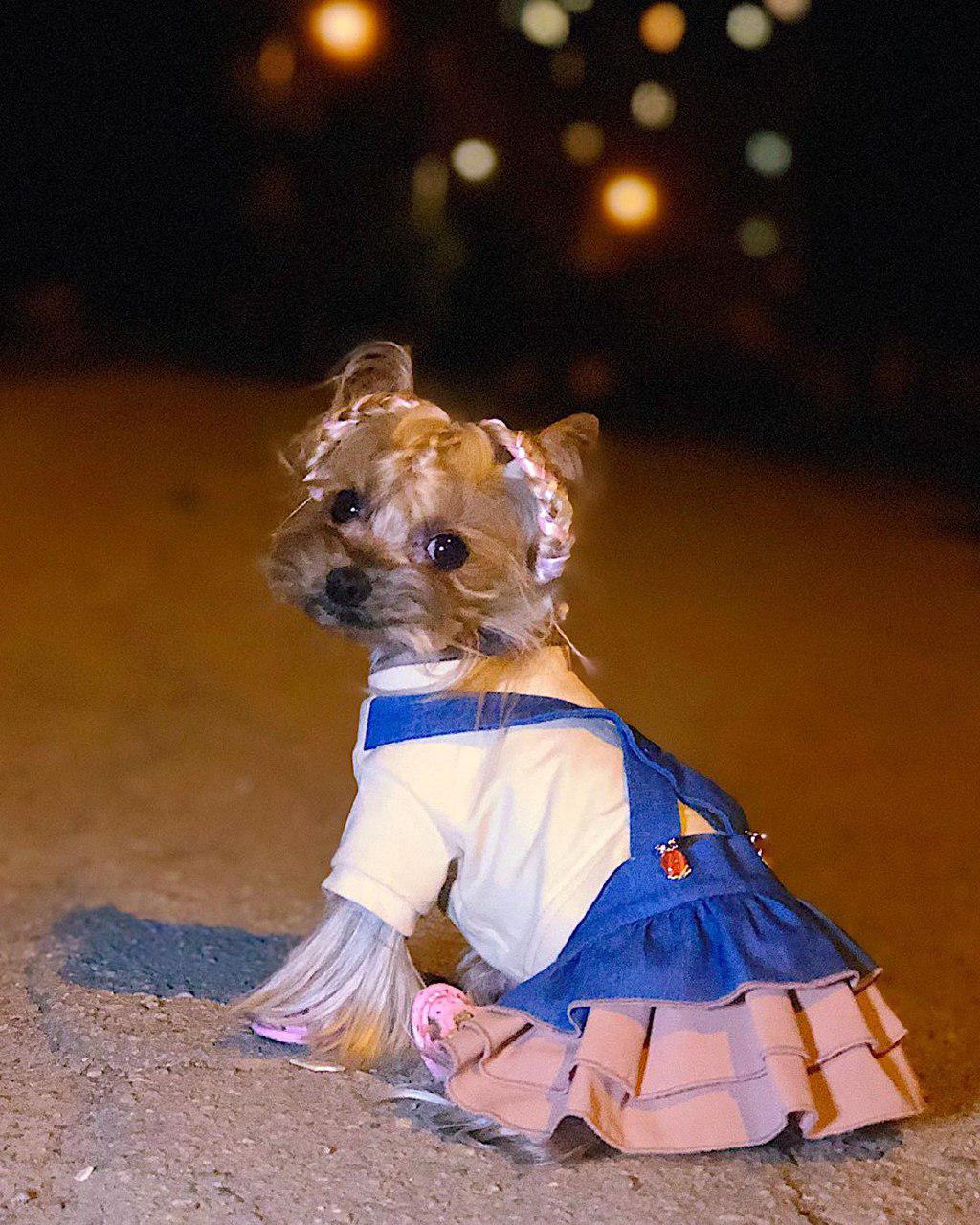 15 Cute Clothes That Will Fit for Your Yorkshire Terrier - PetPress
