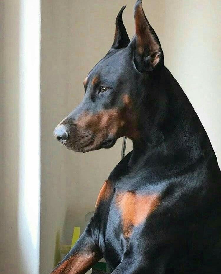15 Cool Facts You Didn’t Know About the Doberman - PetPress