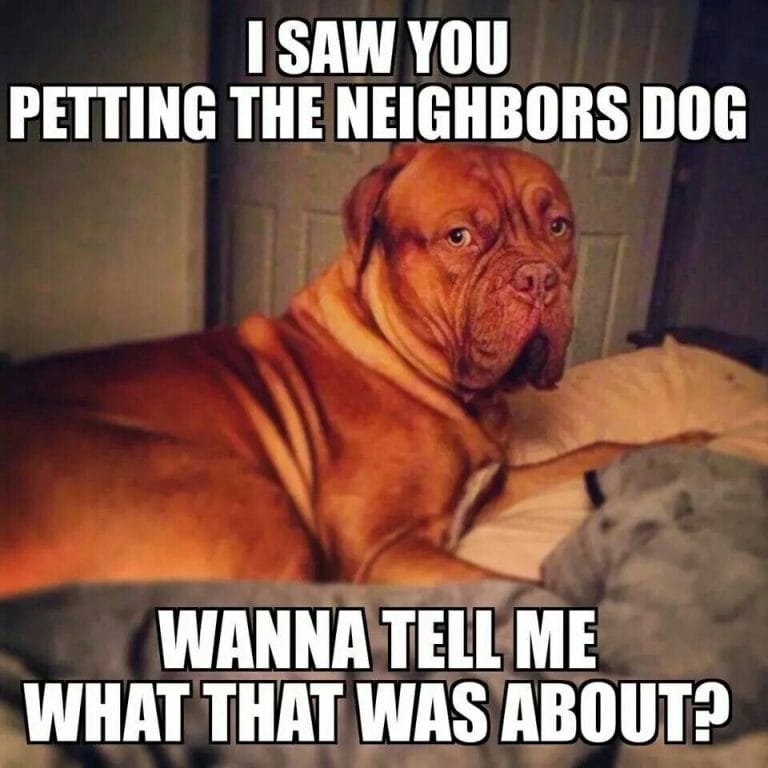 14 Mastiff Memes That Will Make Your Day - Page 2 of 3 - PetPress
