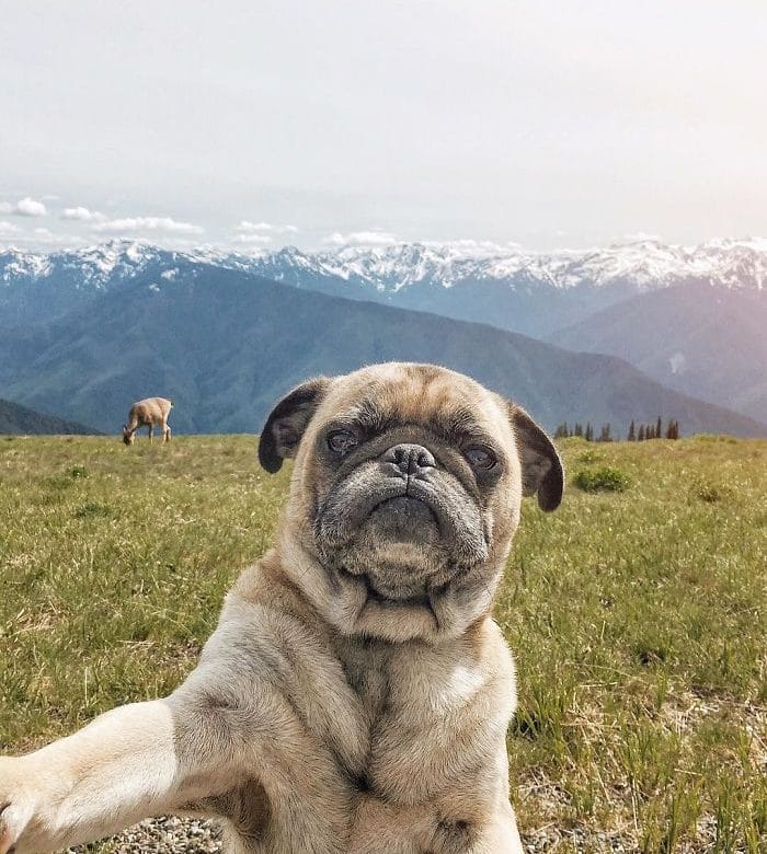 14 Reasons Why You Should Never, Ever Own Pugs - Petpress