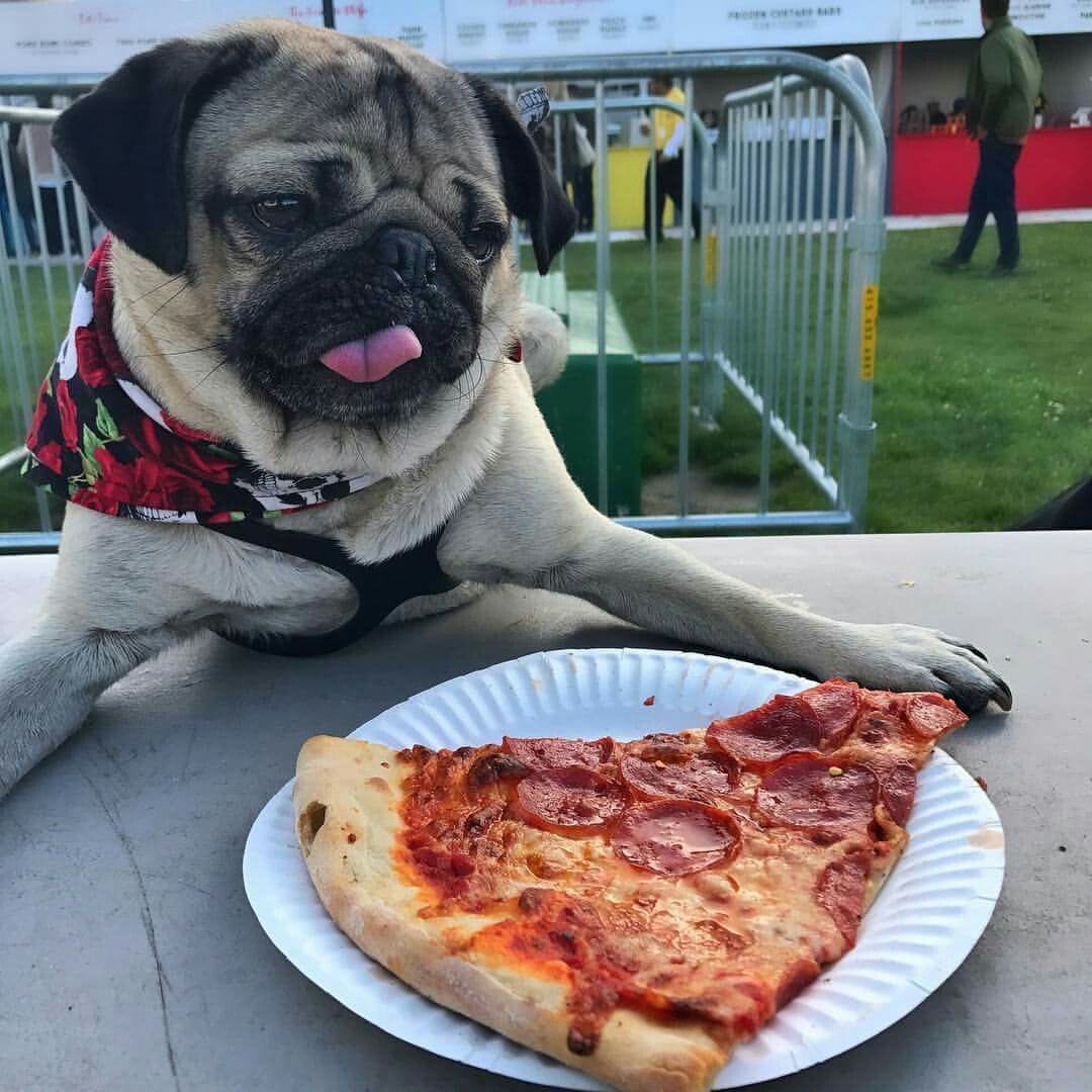 15 Pictures Proving That Pugs Have a Special Relationship With Pizza ...