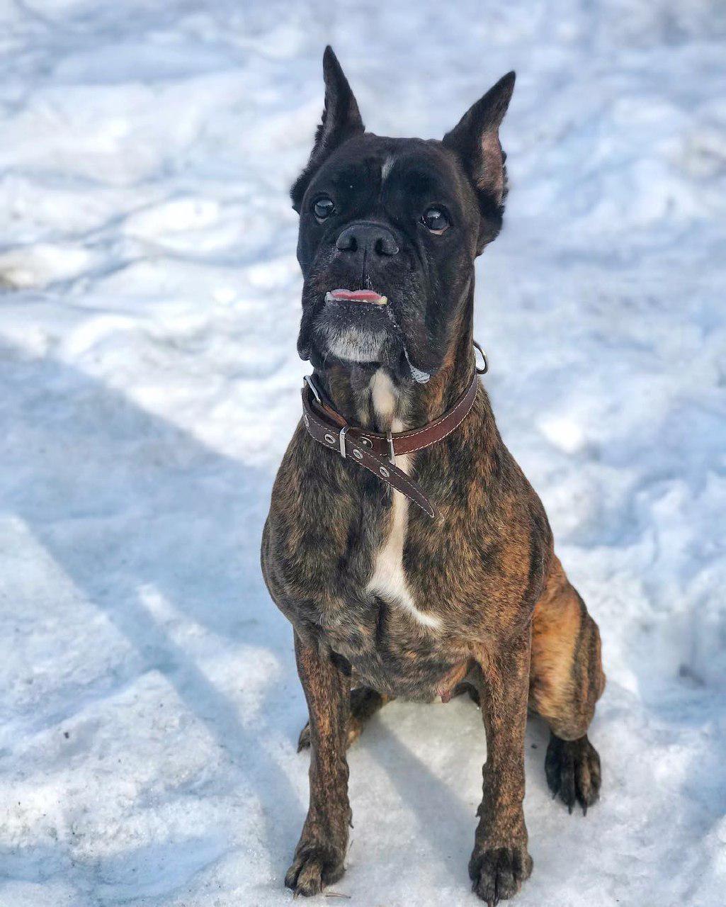 11 Unbelievable Things You Should Know About Boxers - PetPress